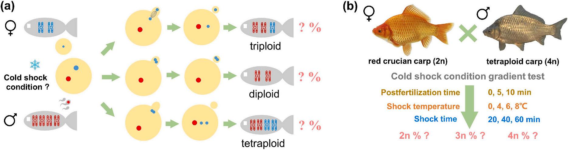 Androgenesis or polyploidization? The ploidy induction trend of ...