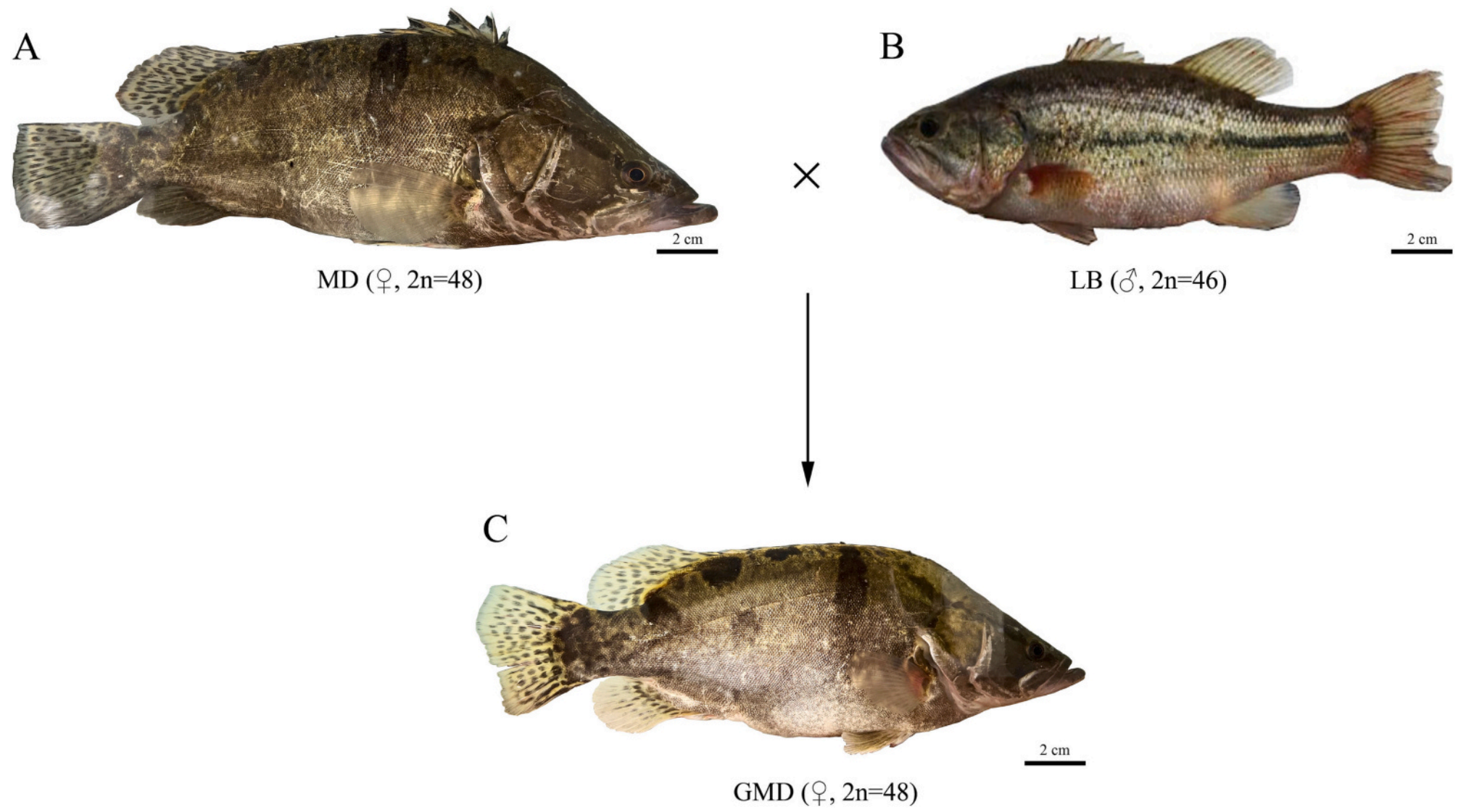 Formation and identification of artificial gynogenetic mandarin fish ...